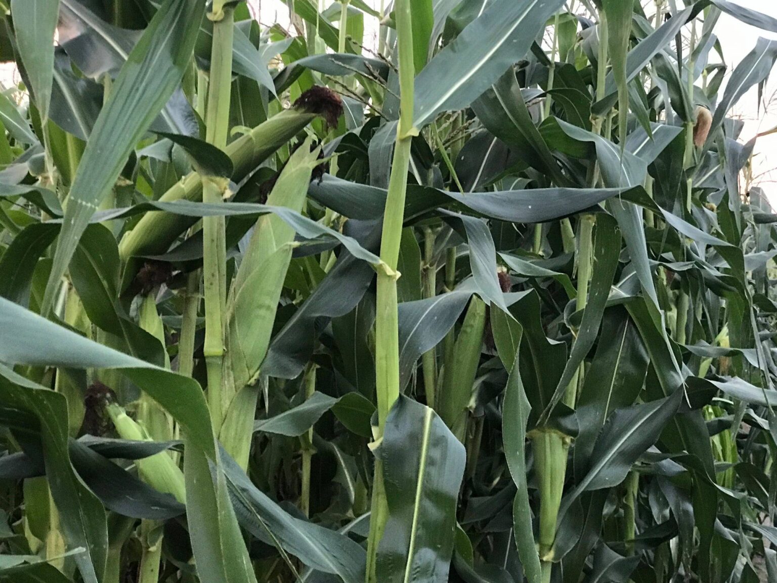 Wapsie Valley Seed Corn (89 day) – OPCORN.com