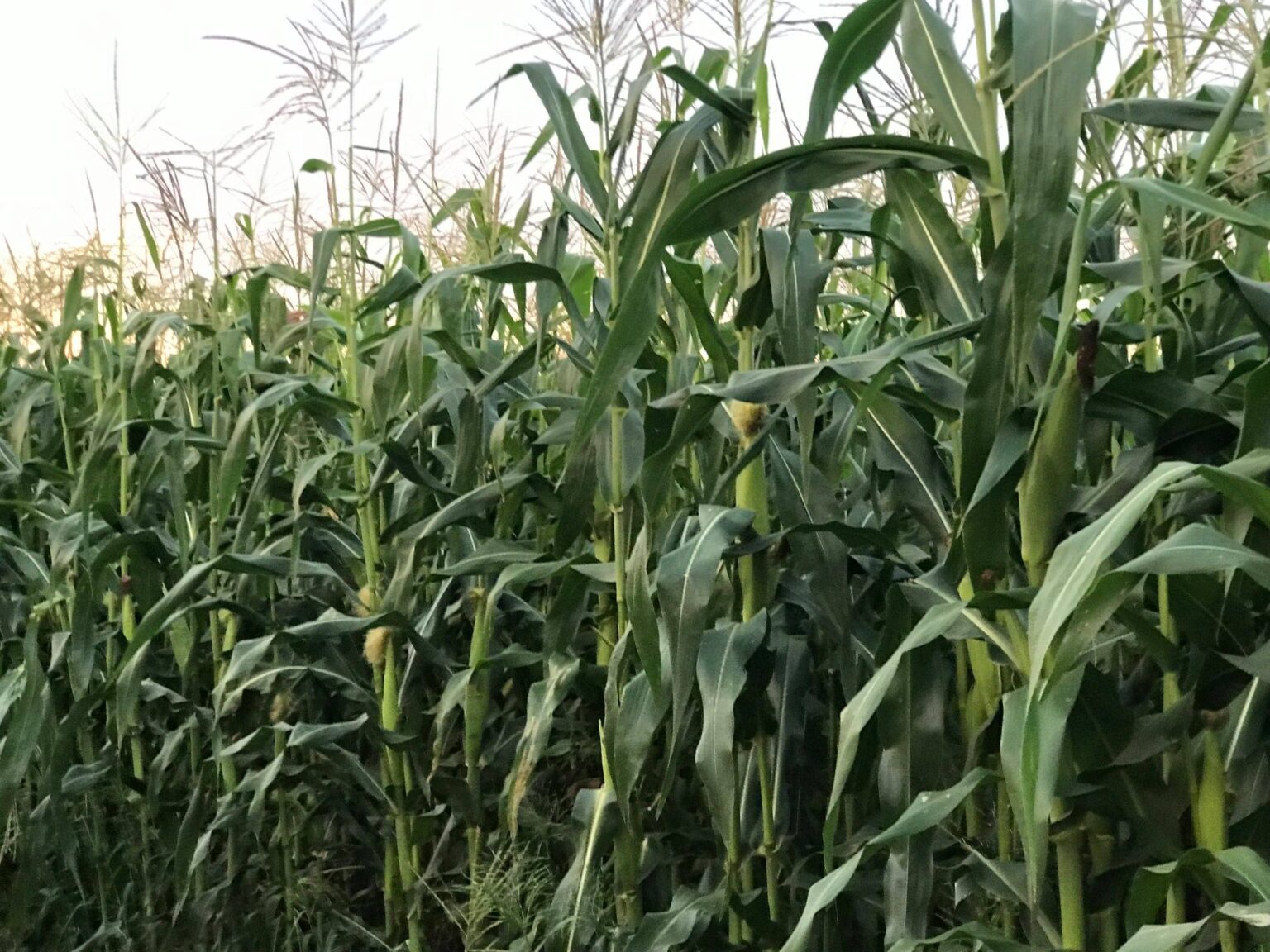 Wapsie Valley Seed Corn (89 day) – OPCORN.com