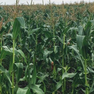 Open pollinated seed corn for grain and silage. - OPCORN LLC