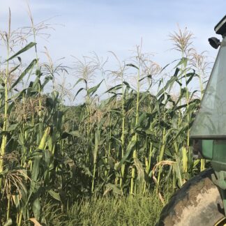 Field Corn Seed (open pollinated) Archives - OPCORN LLC